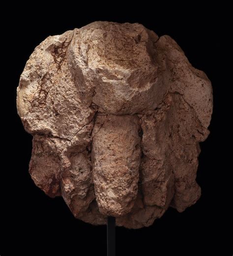 A Maya Head Mesoamerica Artkhade