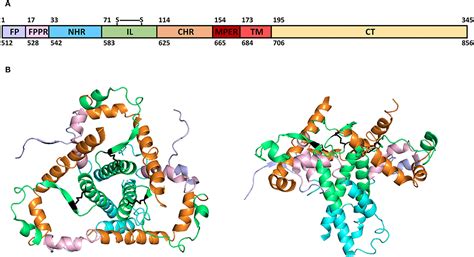 Hiv Envelope Structure