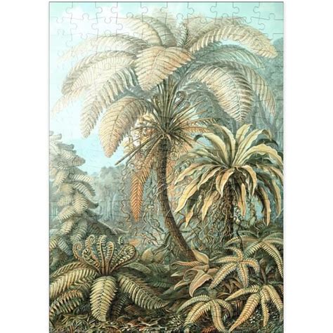 Fougères Filicinae Formes Dart Dans La Nature Vintage Art Poster
