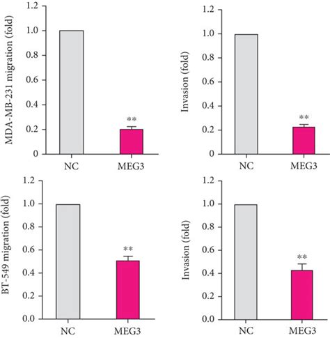 Meg3 Represses Brca Cell Migration Invasion And Emt A B Download Scientific Diagram