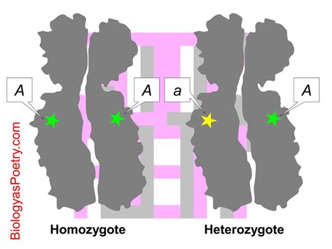 Heterozygous Biology