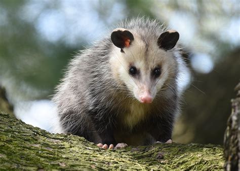 Definitive Guide To Virginia Opossum Facts Habitat Conservation