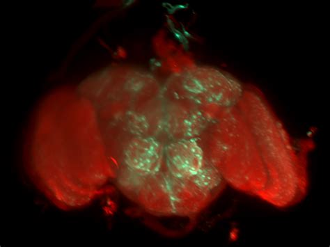 Light Sheet Microscopy Scientific Volume Imaging