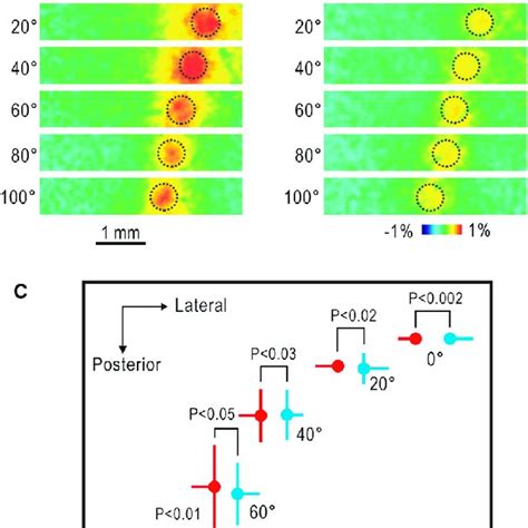 Retinotopic Map Shifts In V1 After Prism Wearing Download Scientific Diagram
