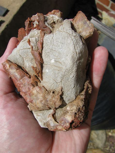 Views Of The Mahantango Agatized Coral