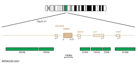 Fluorescent In Situ Hybridization Fish Youtube