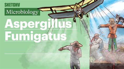 Aspergillus Fumigatus Microbiology Usmle Step 1 Sketchy Medical