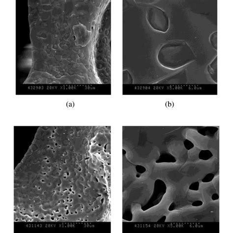 sem morphologies of the β tcp scaffold surface coated by gelatin