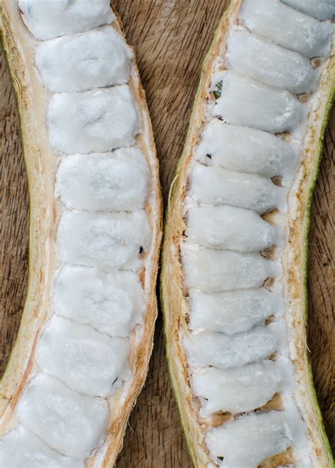 Ice Cream Bean Rare Fruit Tree Sow Exotic