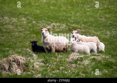 Icelandic Sheep With Curly Horns And Their Lambs Grazing On A Lush