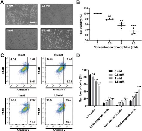 Morphine Treatment Induces Cell Viability Decline And Cell Death In