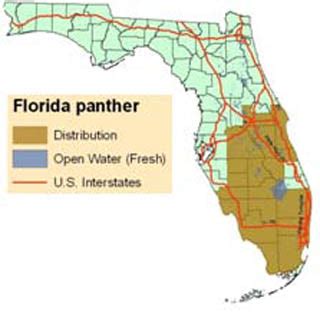 Land Mammals Florida Panther Fwc