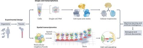 Profiling Cell Identity And Tissue Architecture With Single Cell And