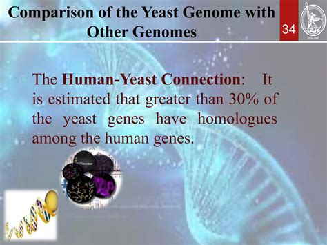 Yeast Genome Pptx Biological Sciences Science