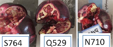 Some Of The Pomegranate Genotypes S746 − Alakpoostghermez Saveh Q529 −