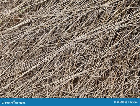 Dead Grass Texture Stock Image Image Of Flat Background 20628257