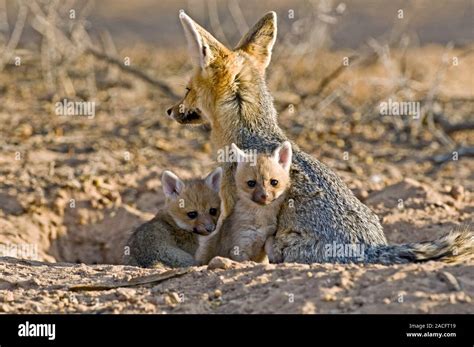 Cape Fox Vulpes Chama Mother And Young Female Cape Foxes Give Birth
