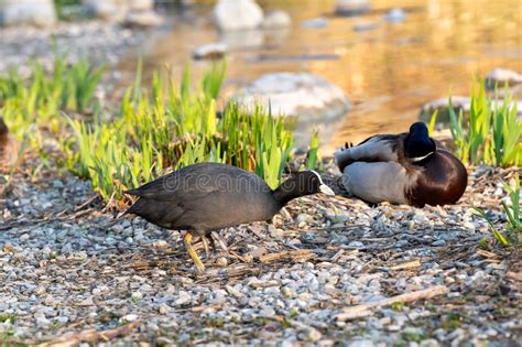 Eurasian Coot And Mallard Duck Together By The Lakeside Stock Image