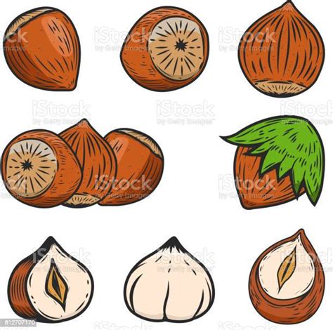 헤이즐넛 아이콘 세트 흰색 배경에 고립 레이블 상징 기호 포스터 디자인 요소입니다 벡터 일러스트입니다 0명에 대한 스톡 벡터