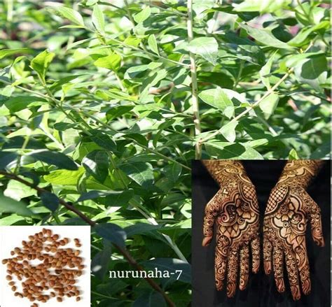 100 Lawsonia Inermis Henna Mehndi Mehdi 100 High Quality Seeds