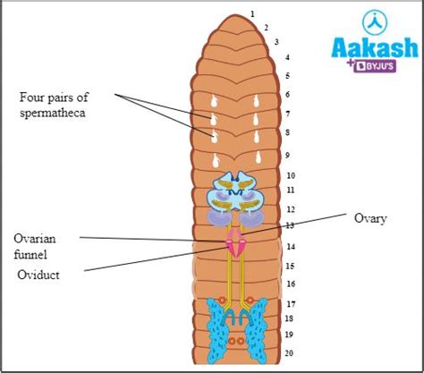 Reproductive System Of Earthworm In Biology Definition Types And