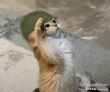 S De Cat Salute Tenor