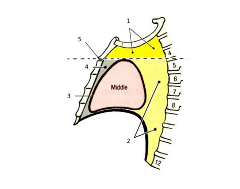 Subdivisions Mediastinum Quiz