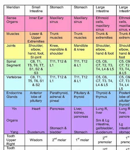 Dental Tooth Acupuncture Meridian Chart