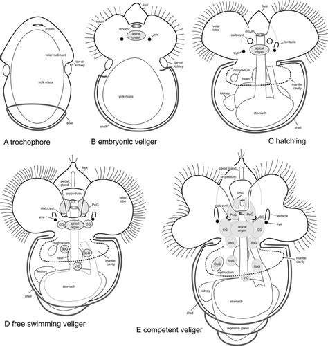 Schematic Representations Of The General Morphology Of I Obsoleta At