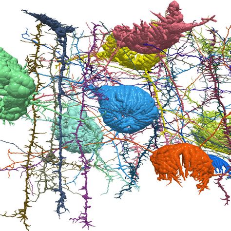 skeletonization of 20 objects from the kasthuri et al dataset as one