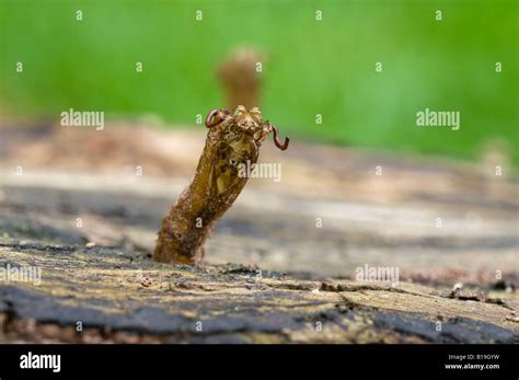 Fliege Puppe Fotos Und Bildmaterial In Hoher Auflösung Alamy