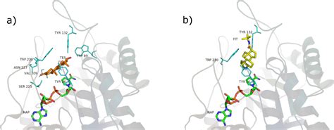 Hypothesis on Serenoa repens Bartram small extract inhibition of prostatic α reductase