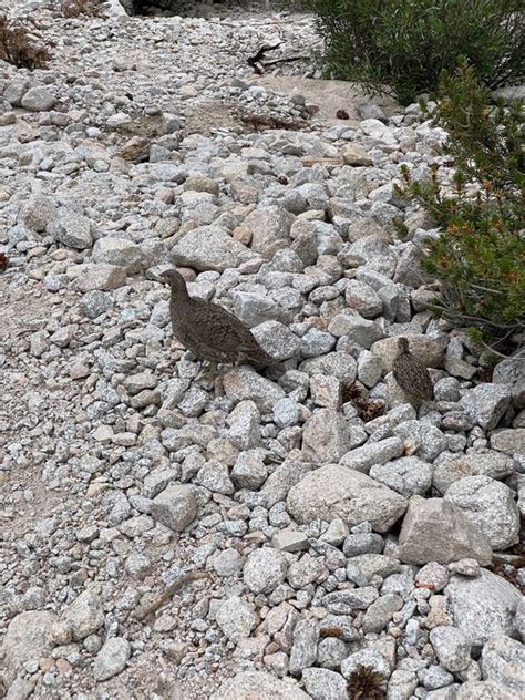 Mount Whitney 14 505 Photo 38 • Patrickl • 2024 07 12 • Hikearizona Com