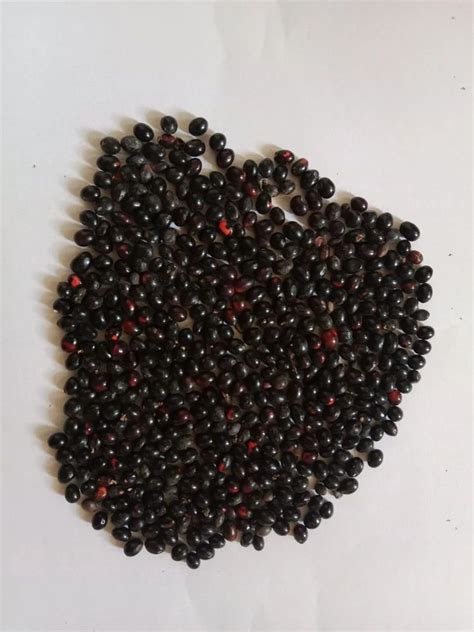 Abrus Precatorius Black At ₹ 900 Kg Abrus Precatorius In Madurai Id 26341428888