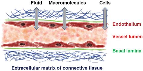 The Endothelial Barrier Function The Endothelium Lines The Innermost Download Scientific