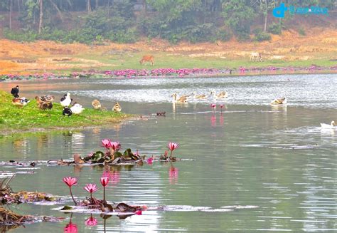গাজীপুরের ঢোলসমুদ্র গ্রামে শতবর্ষী পুকুরের ছবি The Dhaka Times