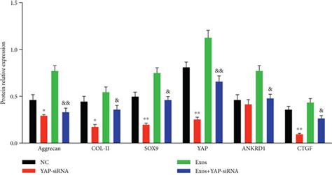 Yap Plays An Important Role In Mediating The Effects Of Bmscs Exos Download Scientific Diagram