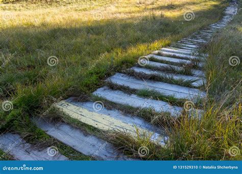 Wooden Walkpath With Green Grass In Forest Empty Wooden Road In