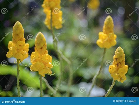 Ringworm Bush Flower Stock Image Image Of Plant Bunch 86234719