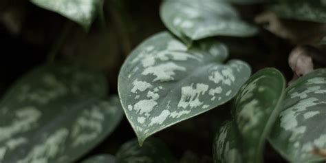 14 Beautiful Scindapsus Varieties Plant Types