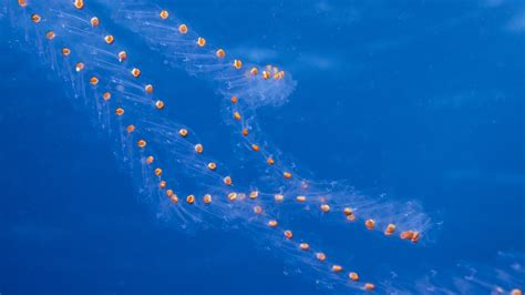 Invisible Lives The Hermaphrodite Salp Cgtn