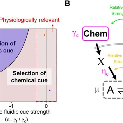 Schematic Of Cellular Decision Making To Preferentially Select A