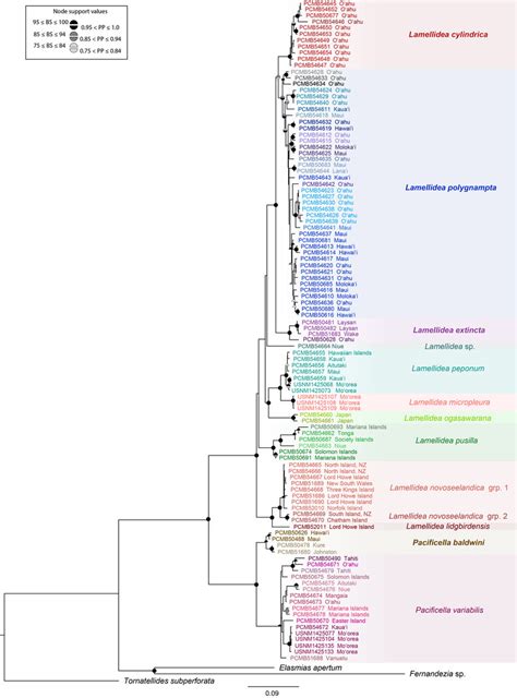 Phylogenetic Tree Based On Partial Coi 16s 28s And Its2 Sequences