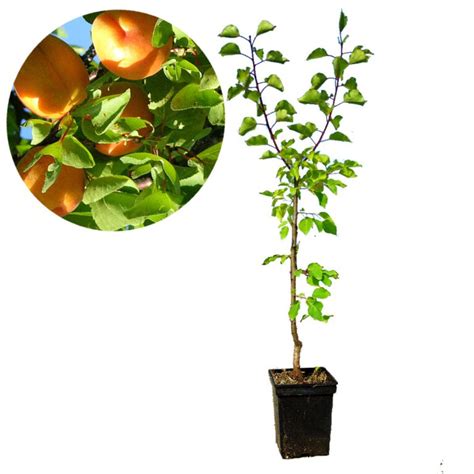 Prunus Armeniaca Mini Abrikoos Dwerg Abrikozenboom 5 Liter Pot 70cm Kopen Planten