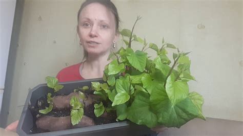 Батат, сладкая картошка, как вырастить рассаду, когда нужно садить ...