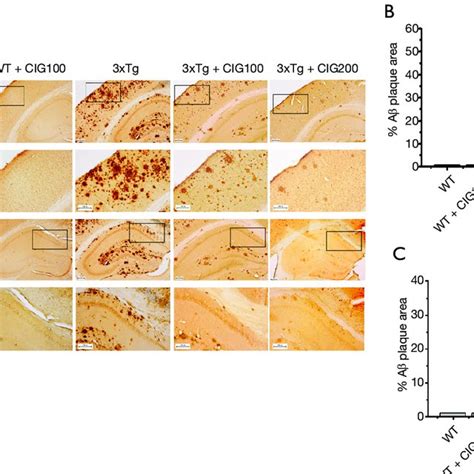 Cig Decreases Amyloid Plaques And Aβ Deposition In The Cerebral Cortex Download Scientific