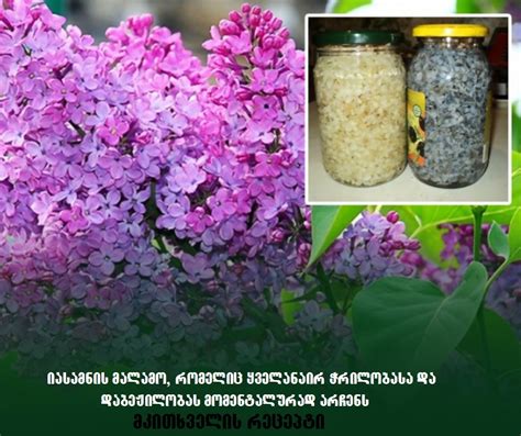 და ”ახლა როდესაც იასამანი აყვავდა და ყველასათვის ხელმისაწვდომია არ დაიზაროთ უნიკალური