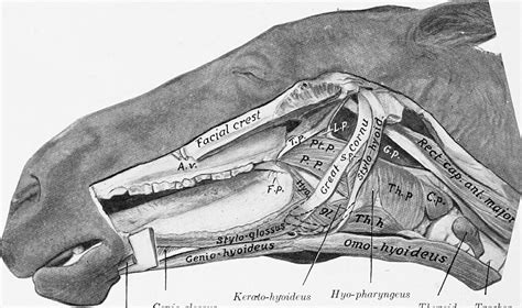 Hyoid Apparatus And Lameness
