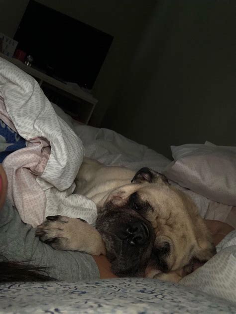 √ Sleeping With Pets Meme