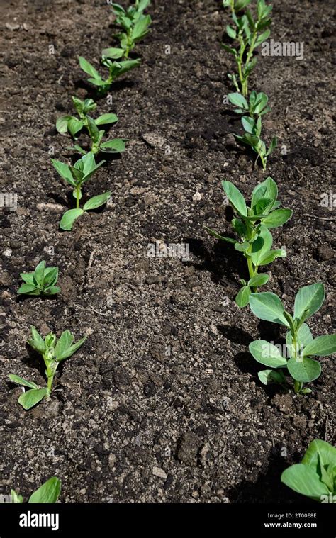 Rows Of Broad Bean Seedlings Planted In A Veg Plot In Rows Somerset